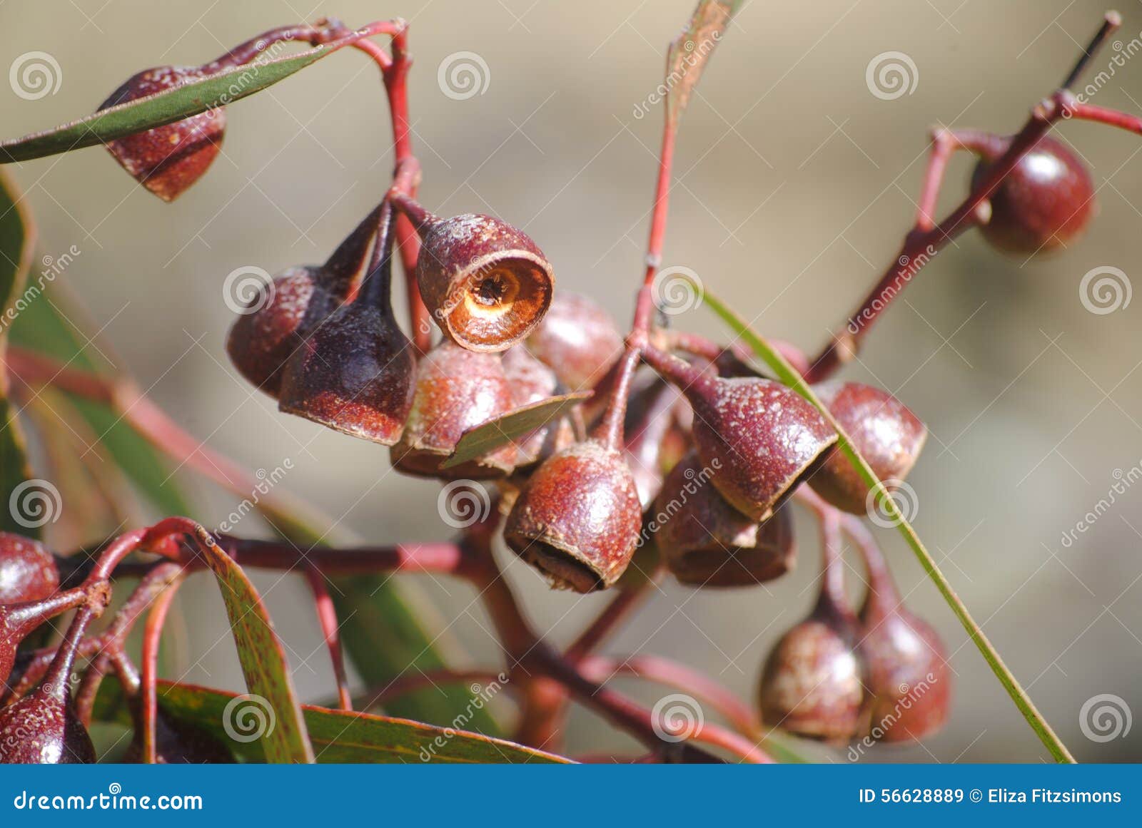 Gum Nuts stock image. Image of tree, eucalyptus, environment - 56628889