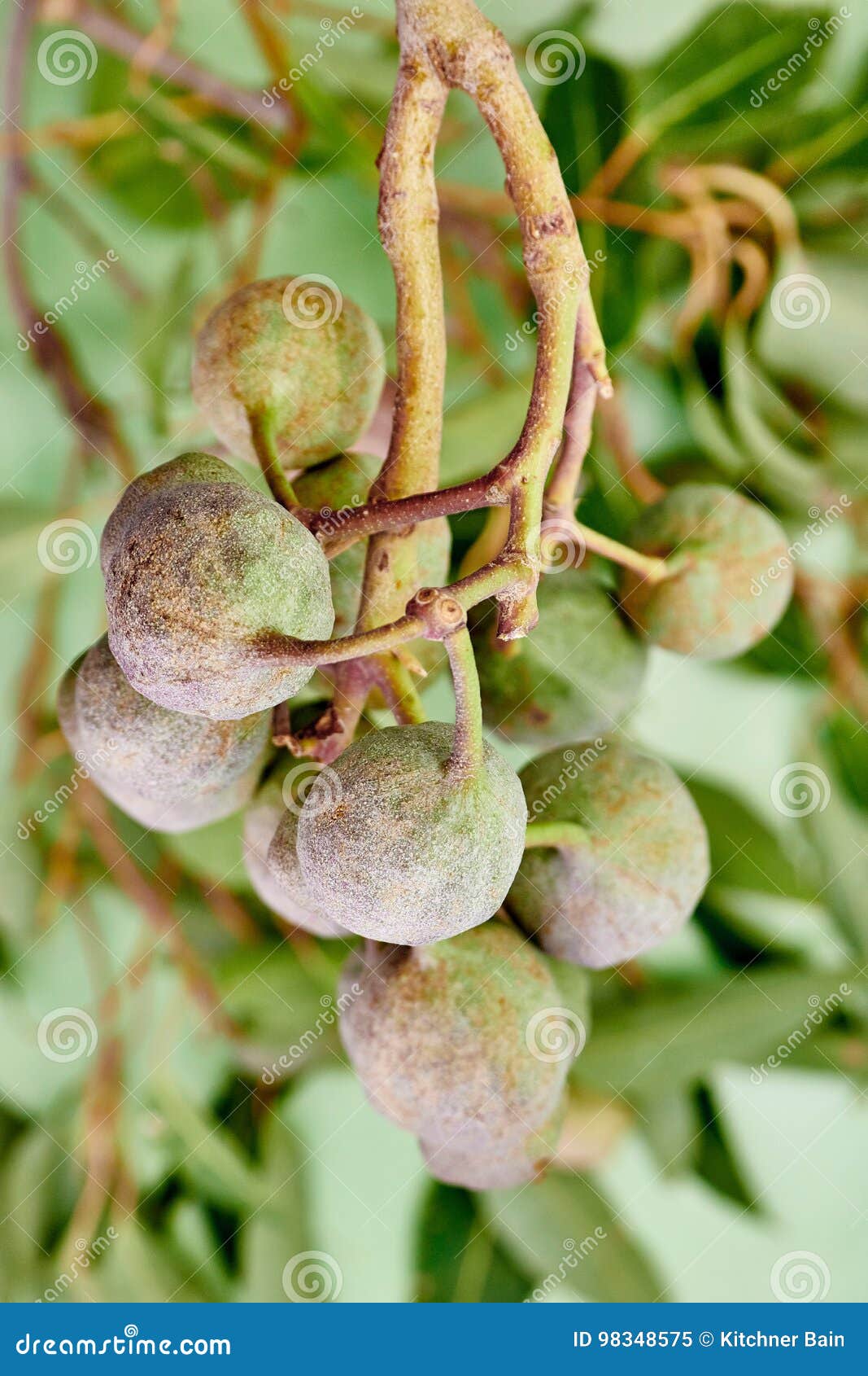 Gum Nuts stock image. Image of isolated, background, objects - 98348575