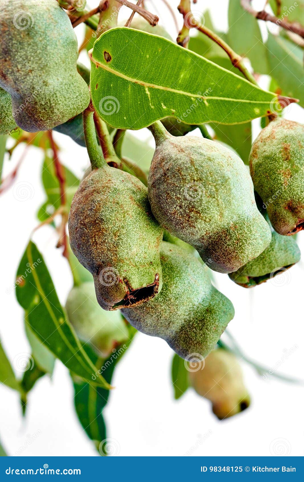 Gum Nuts stock image. Image of isolated, horizontal, group - 98348125