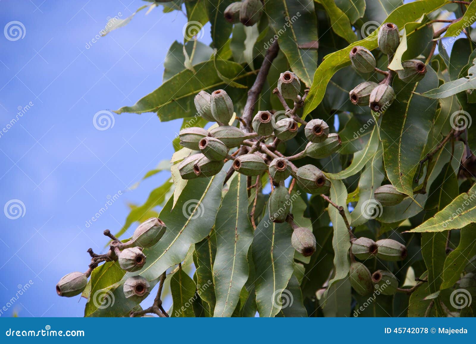Gum Nuts on a Tree with Sky Background Stock Photo - Image of gumnuts ...