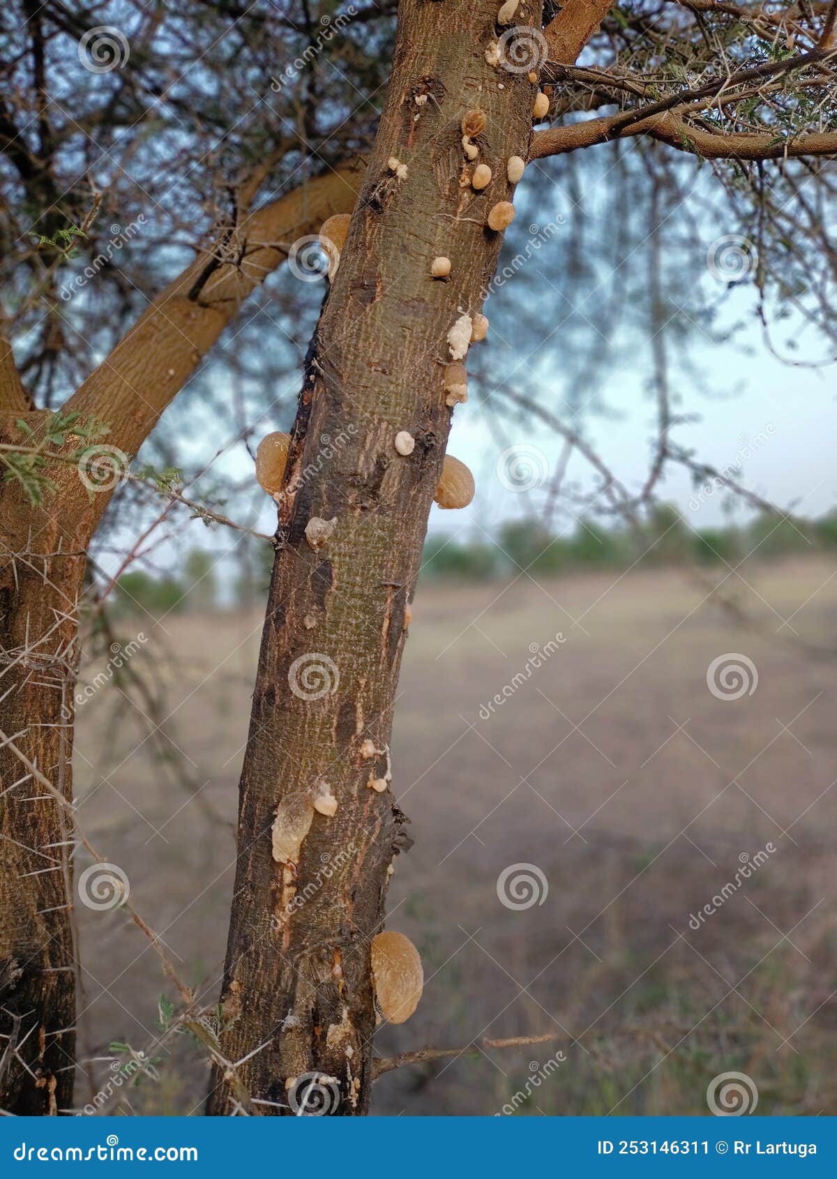 Gum Seeping Through He Bark Of A Wattle Tree Royalty-Free Stock ...