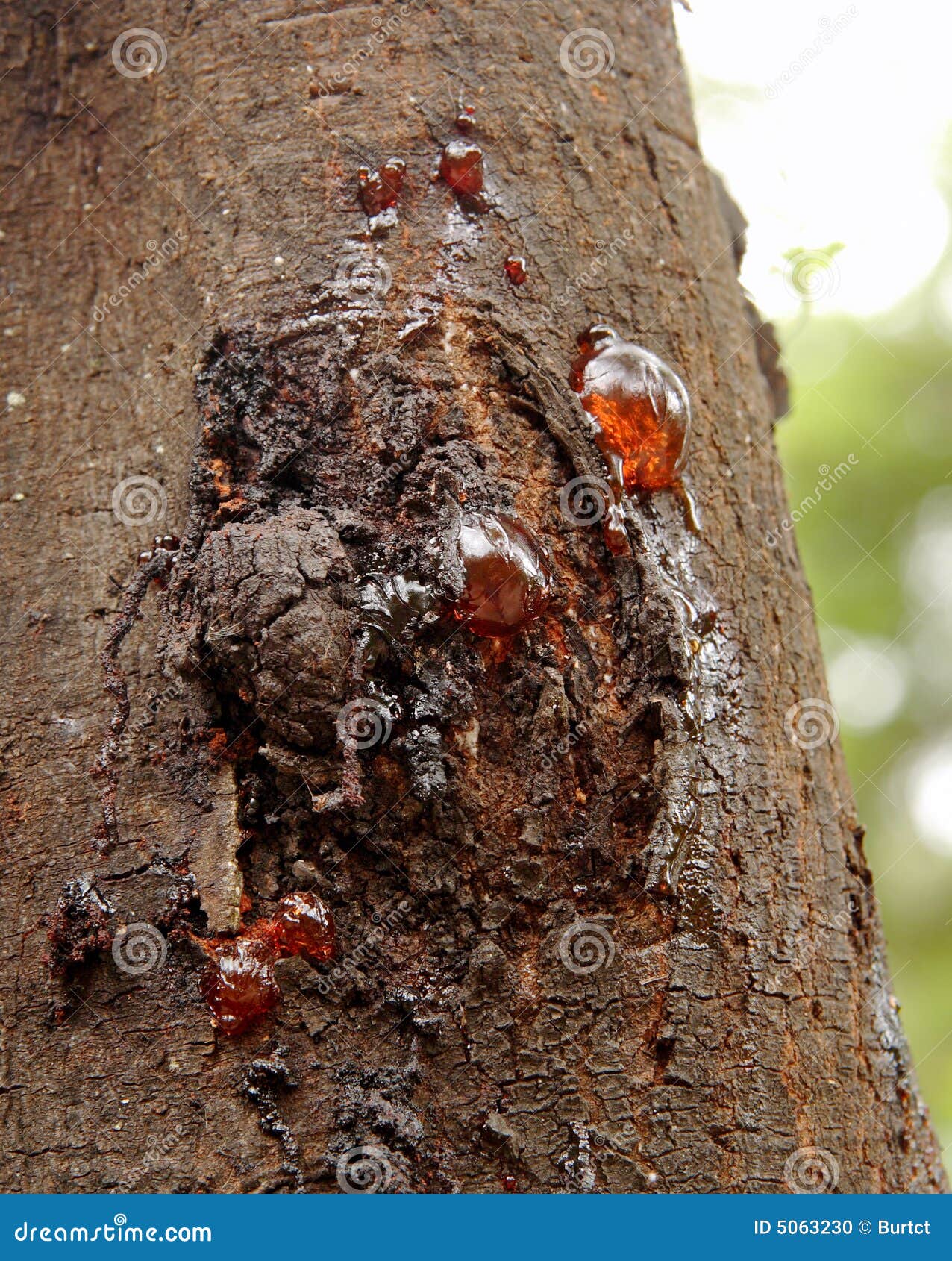 Gum Seeping through he Bark of a Wattle Tree Stock Photo - Image of ...