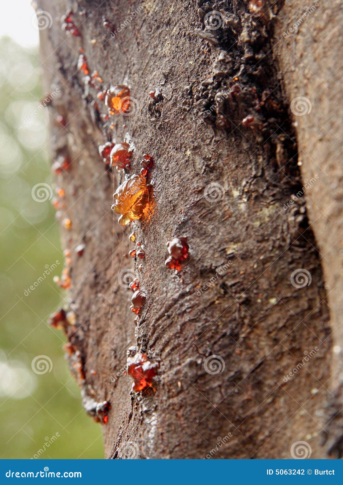 Gum Seeping through he Bark of a Wattle Tree Stock Photo - Image of ...
