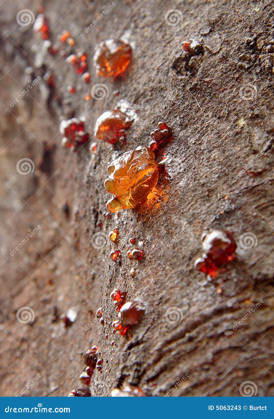 Gum Seeping through he Bark of a Wattle Tree Stock Image - Image of ...