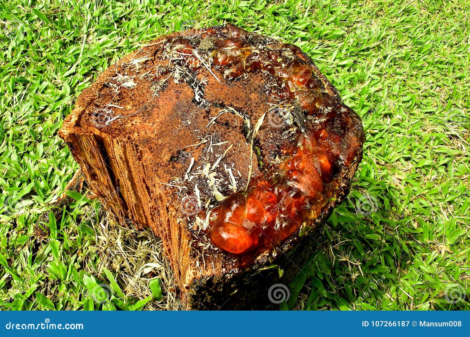 Gum on stump stock image. Image of trunk, stump, closeup - 107266187