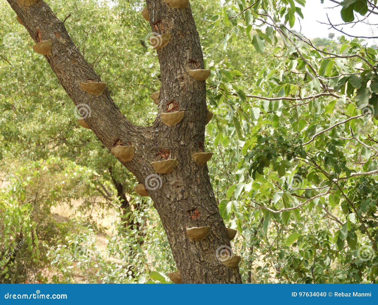 Gum stock photo. Image of tree, collect - 97634040