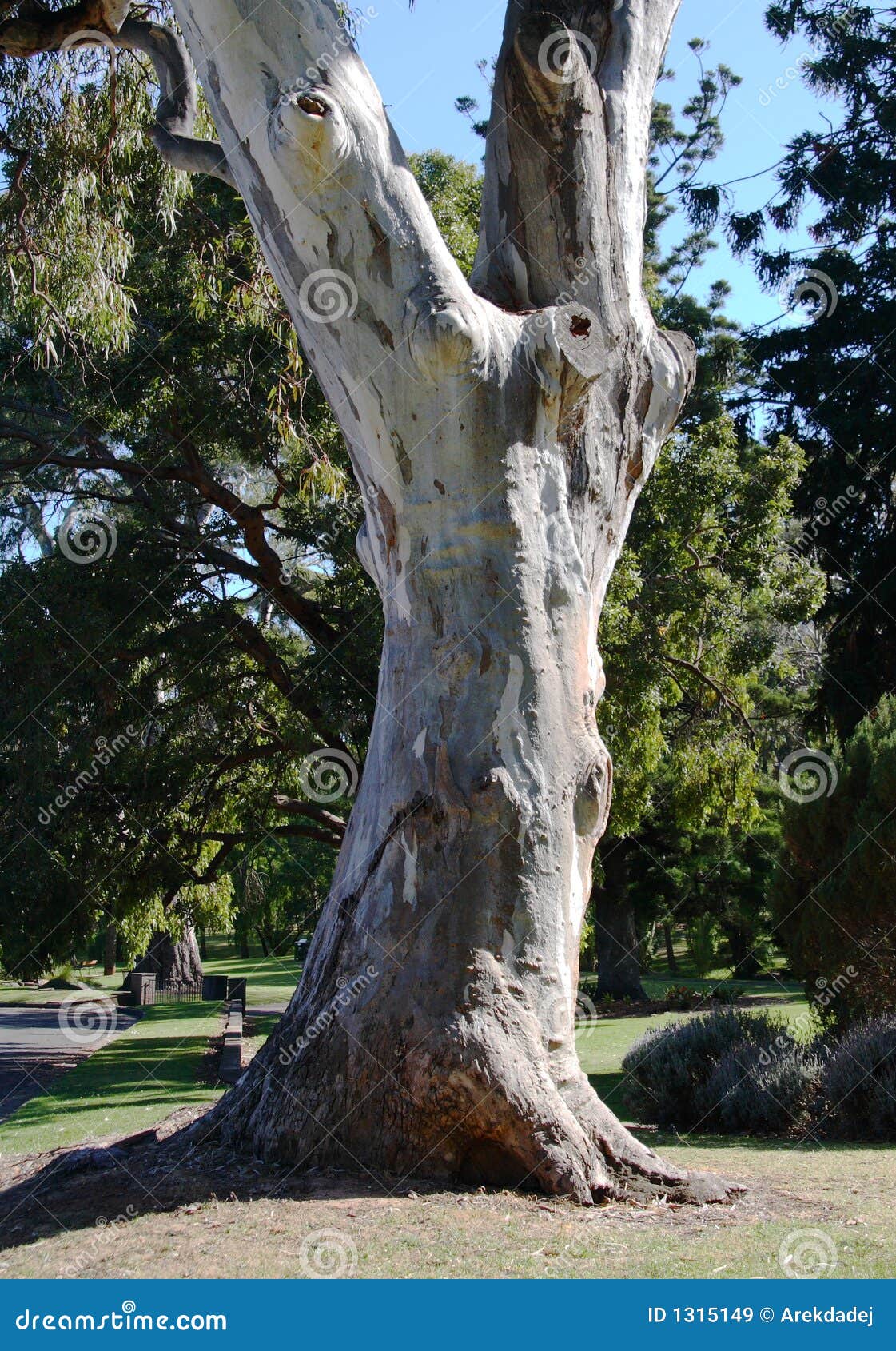 Gum tree stock image. Image of park, green, sunshine, shadows - 1315149