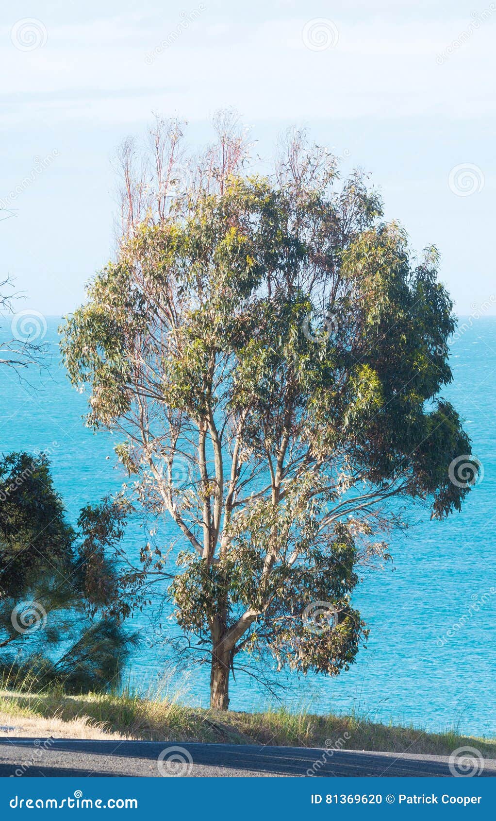 Gum tree against ocean stock photo. Image of surreal - 81369620