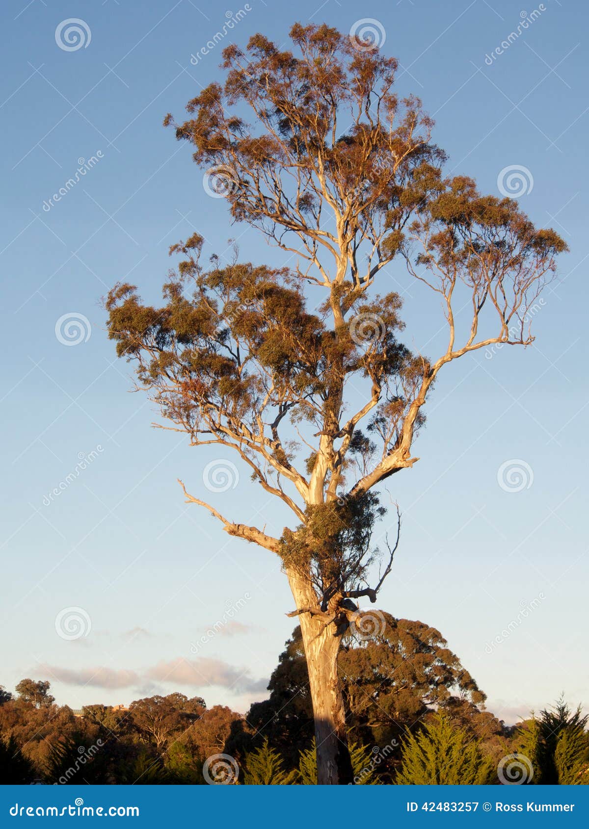 Gum tree stock image. Image of nature, tree, garden, forest - 42483257