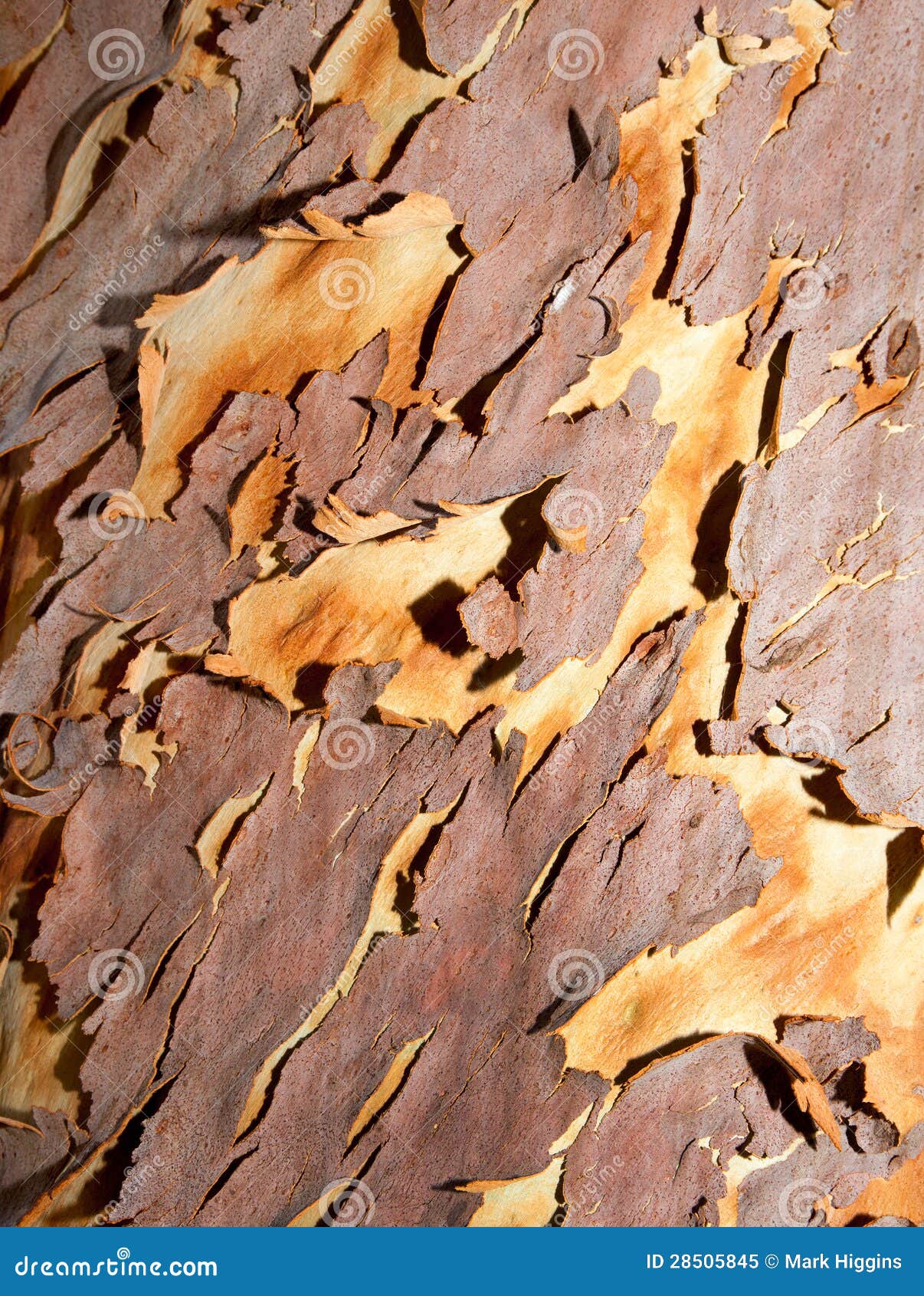 Gum tree background stock image. Image of eucalyptus - 28505845