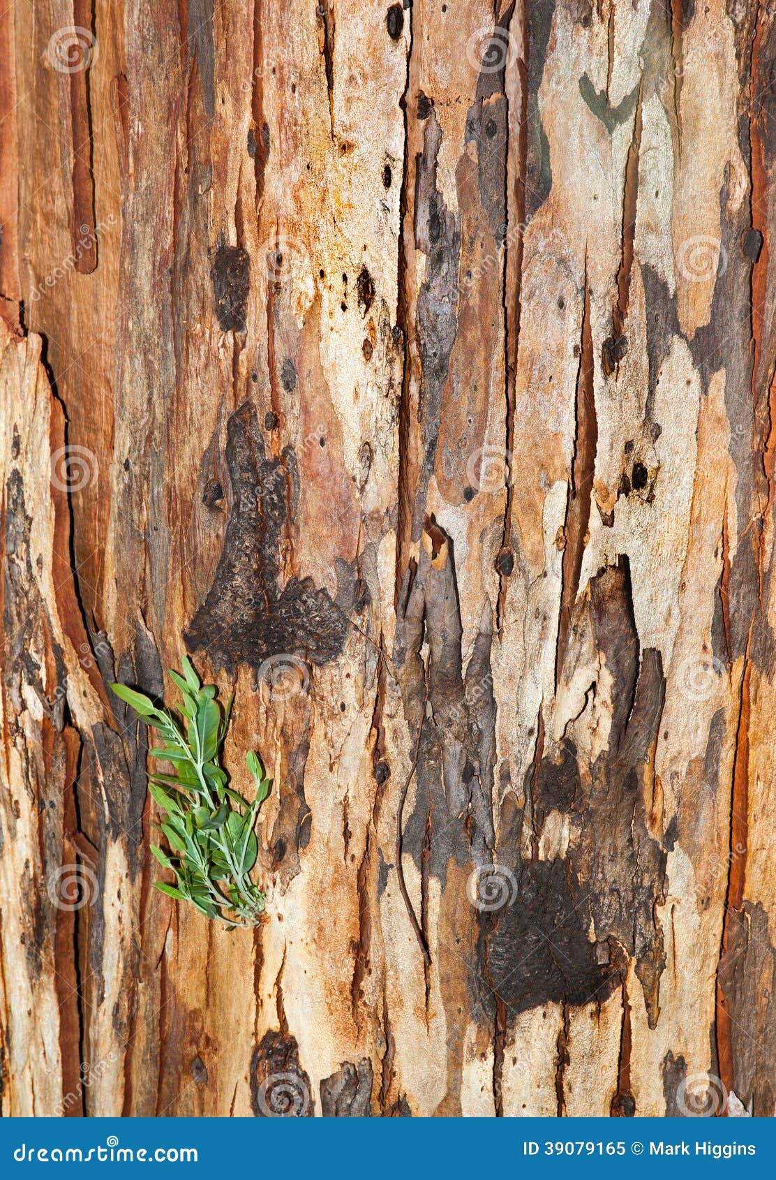 Gum tree background stock image. Image of plant, wood - 39079165