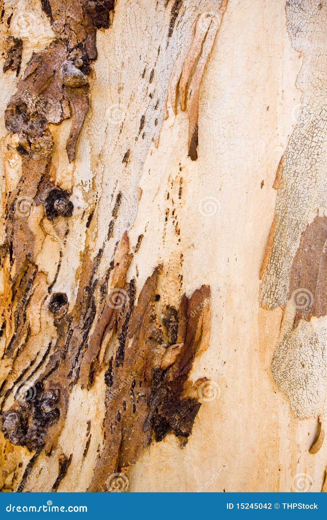 Gum Tree Bark stock photo. Image of outdoor, macro, native - 15245042
