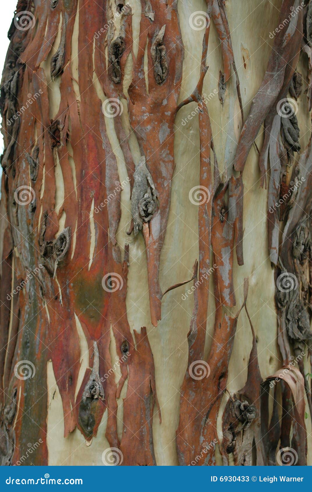 Gum tree bark stock image. Image of trees, knot, brown - 6930433