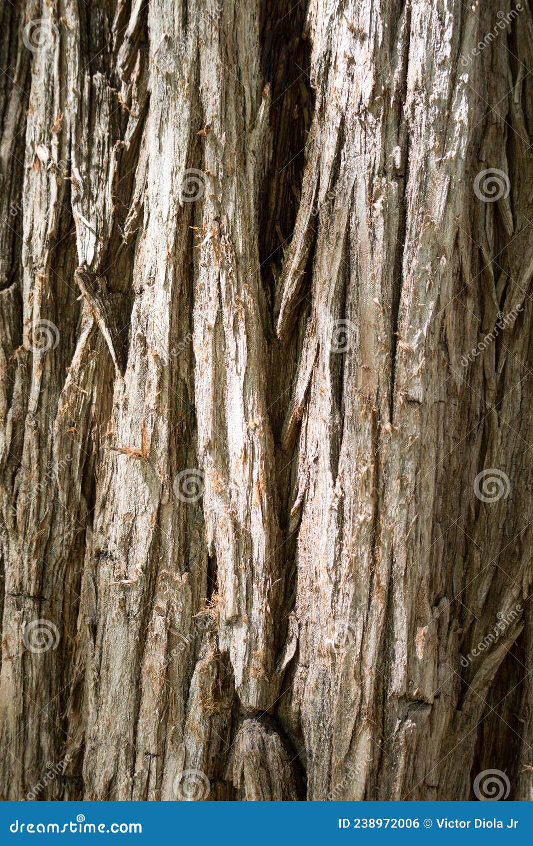 Gum Tree Tree Bark Closeup Texture Royalty-Free Stock Image ...