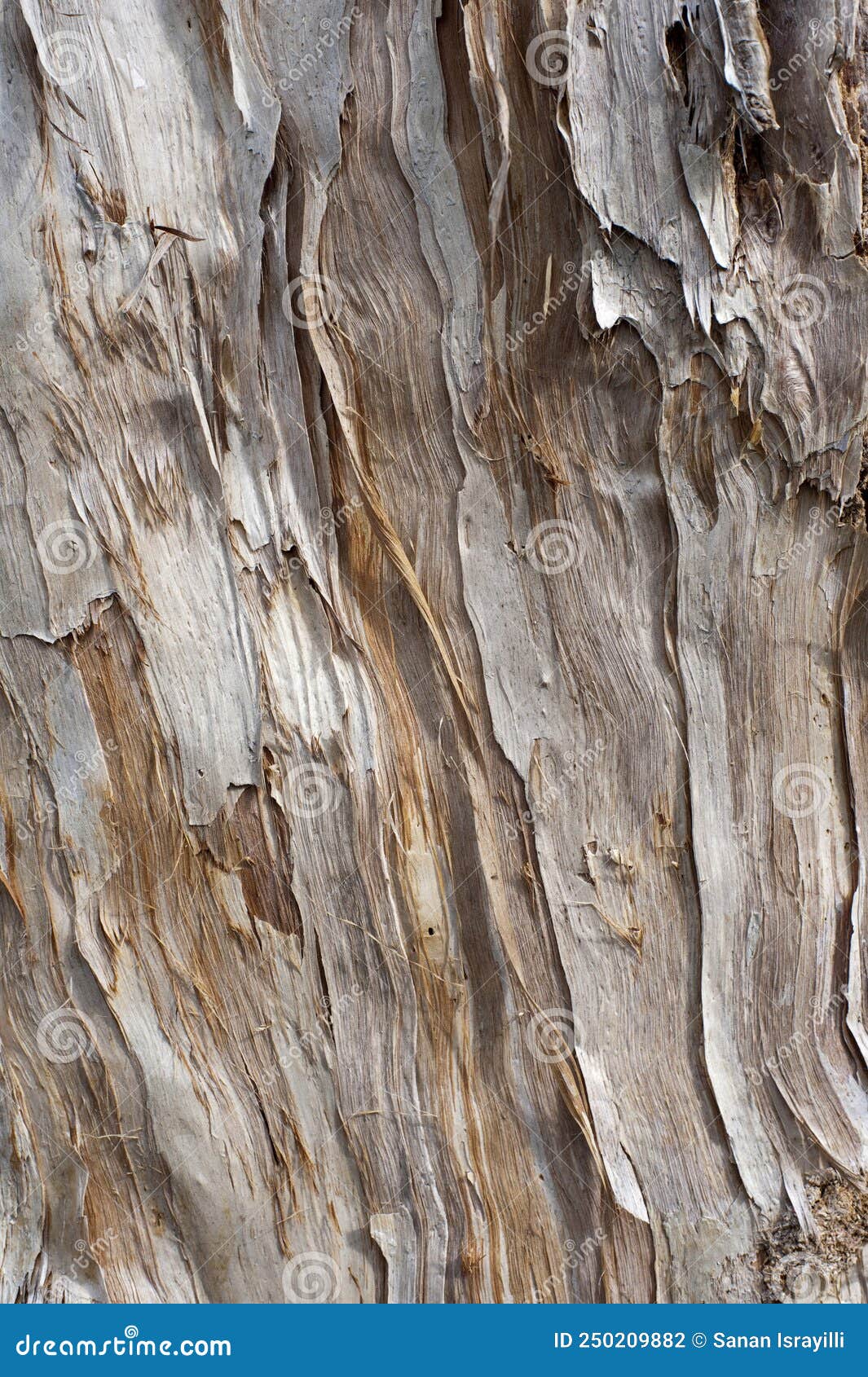 Gum tree bark stock photo. Image of backdrop, natural - 250209882
