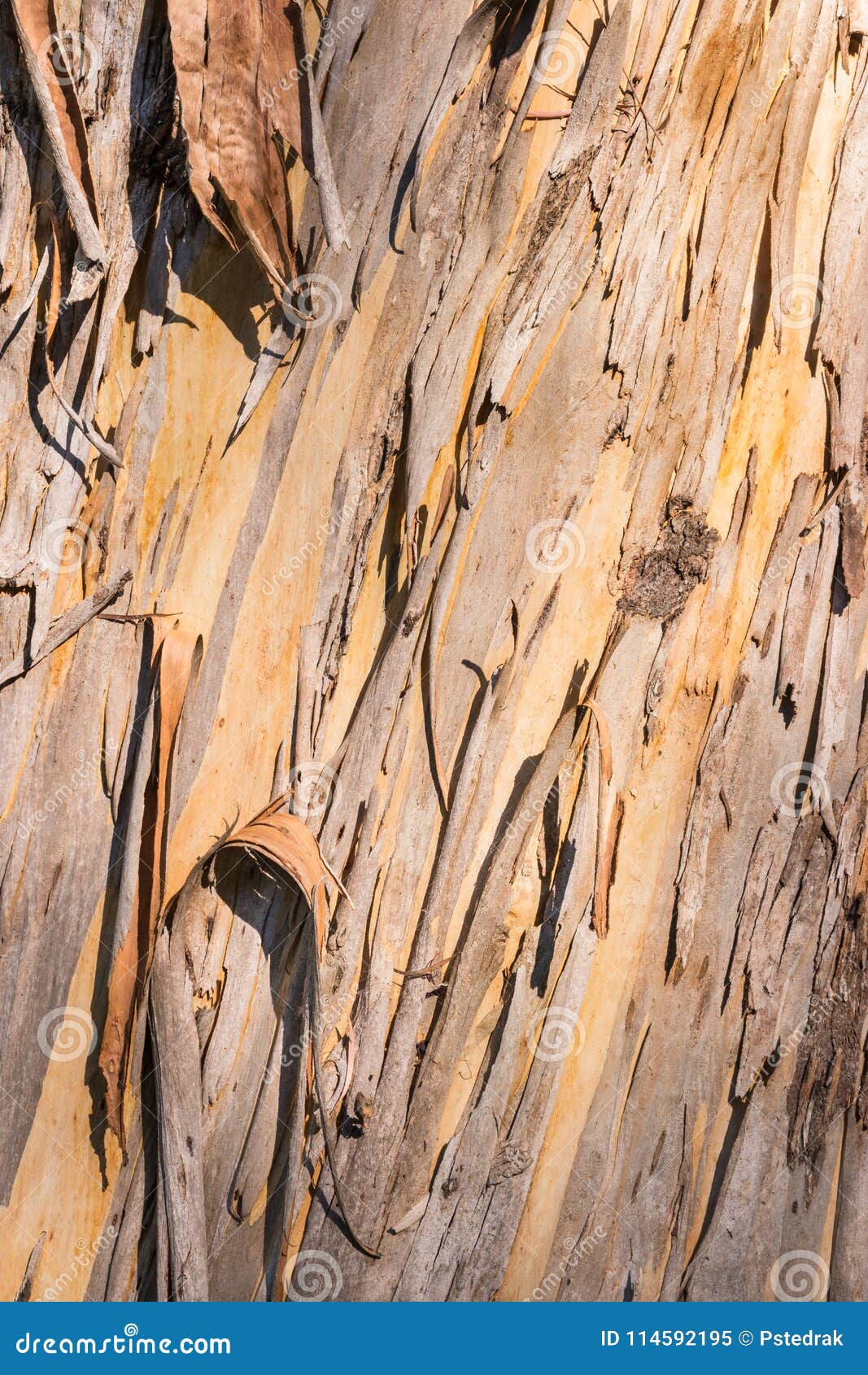 Gum Tree with Bark Peeling Off in Shreds Stock Image - Image of ...