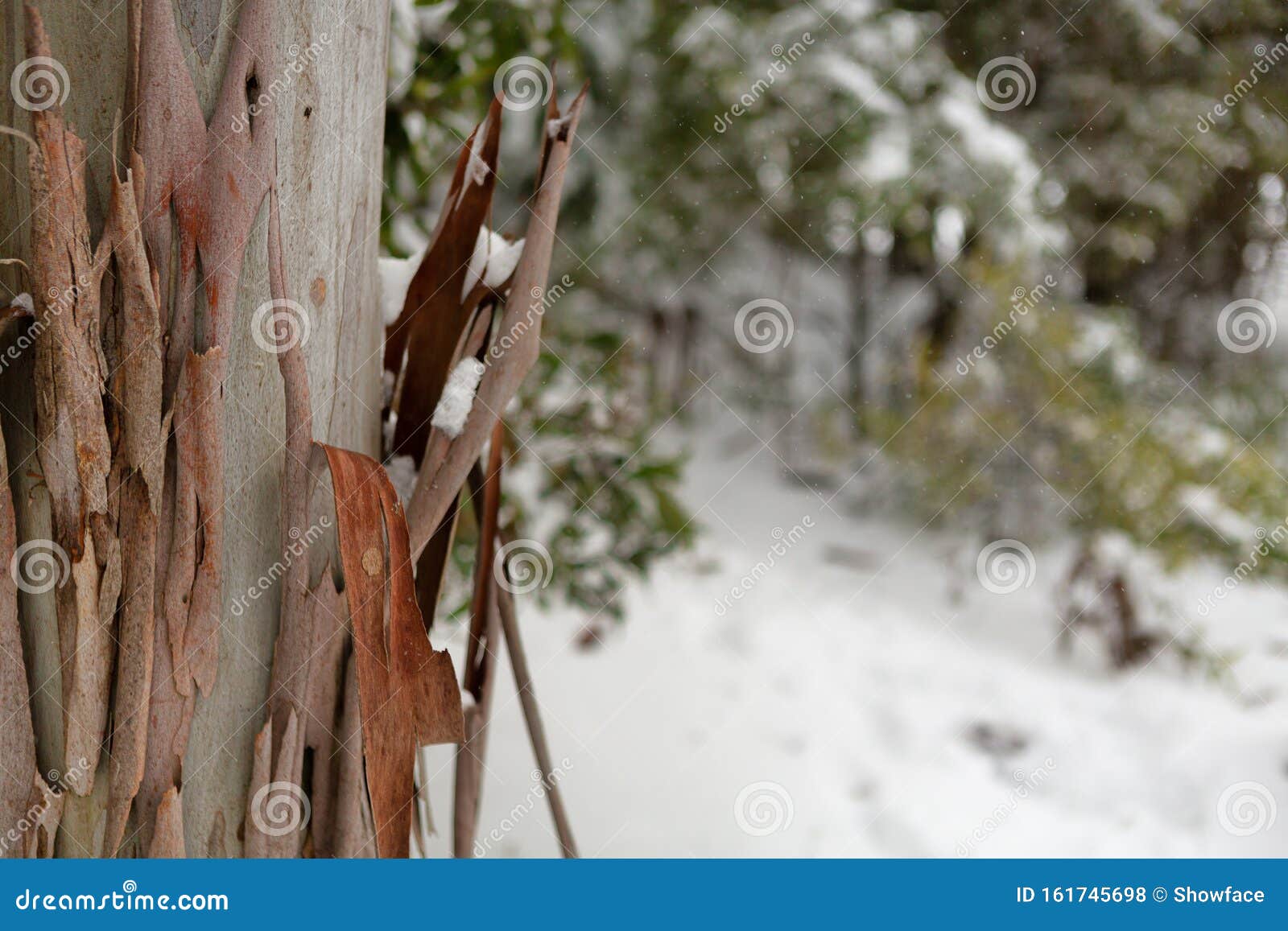 Gum Tree Bark in a Snowy Australian Landscape Stock Photo - Image of ...
