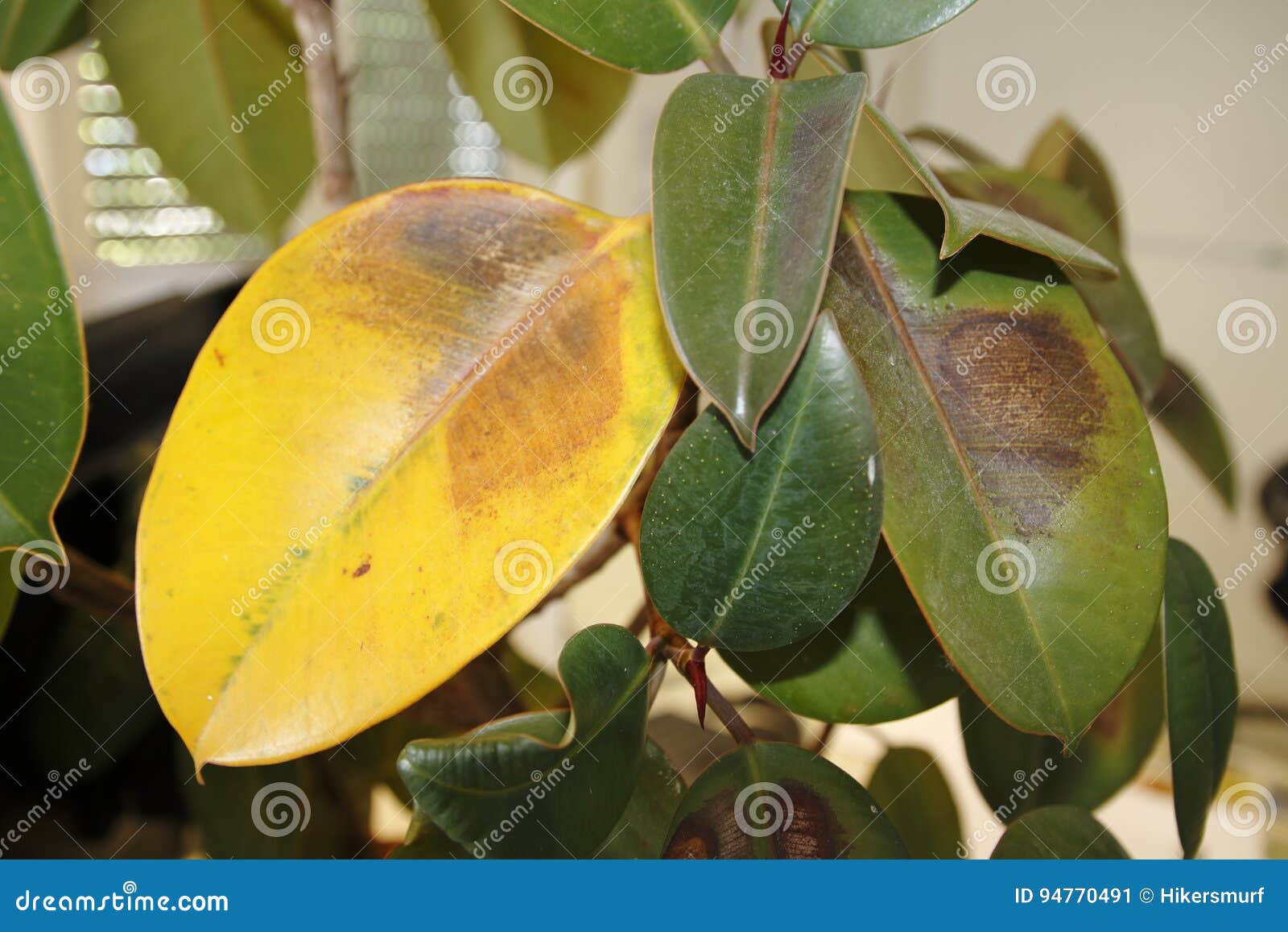 Gum Tree with Burnt Sheets, Sunburn, Spots, after Effect of Sunrays ...