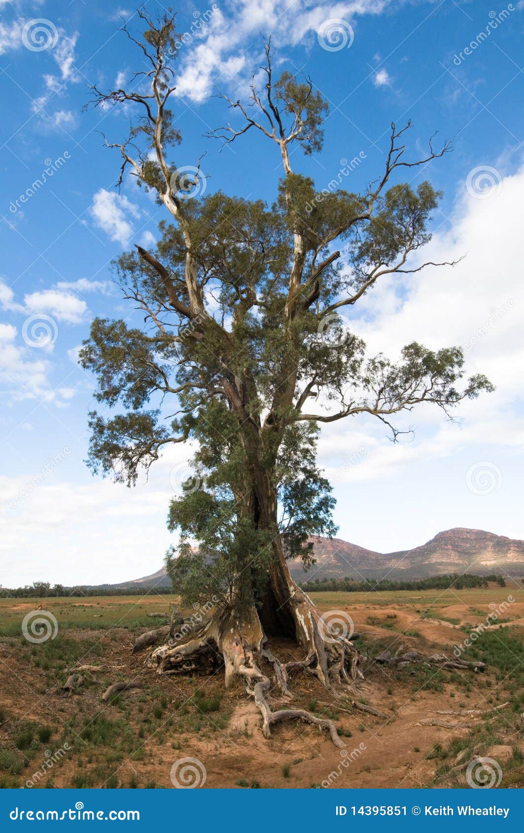 Gum Tree (Eucalyptus Camaldulensis), Australia Stock Image - Image of ...