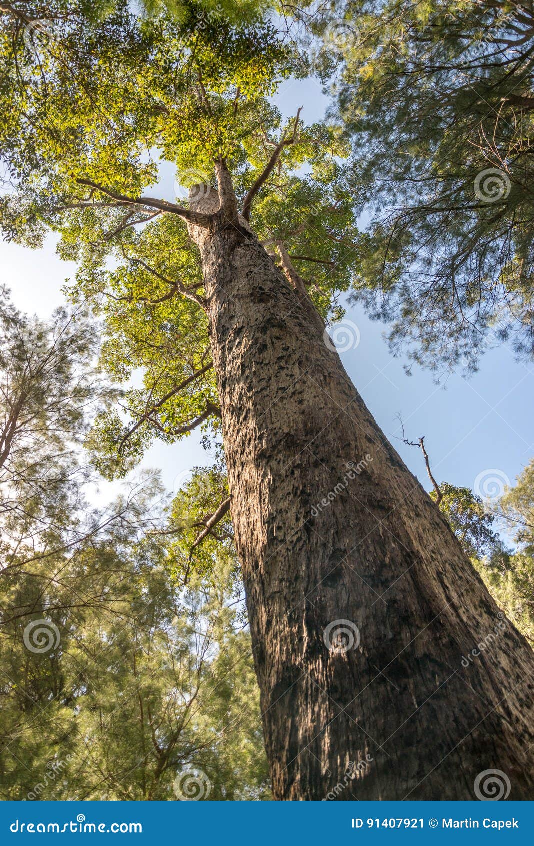 Gum tree stock image. Image of travel, southwest, summer - 91407921