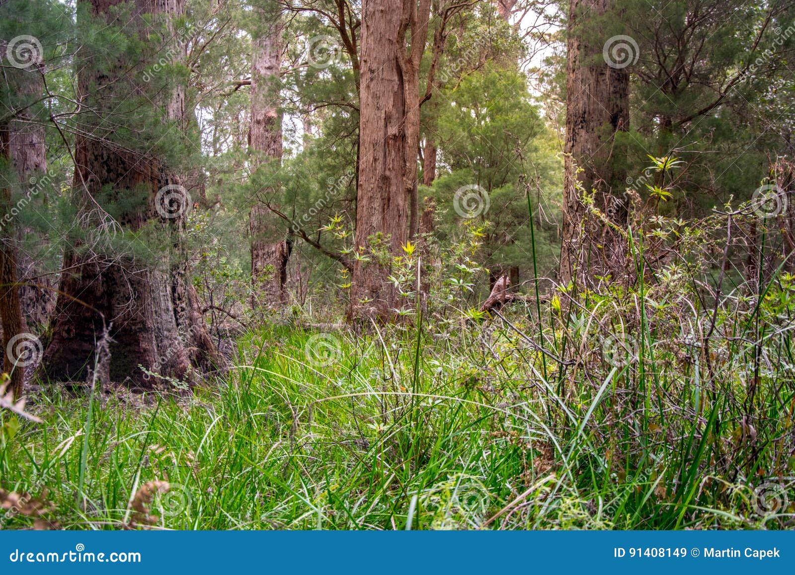 Gum Tree forest stock image. Image of wood, karry, environment - 91408149
