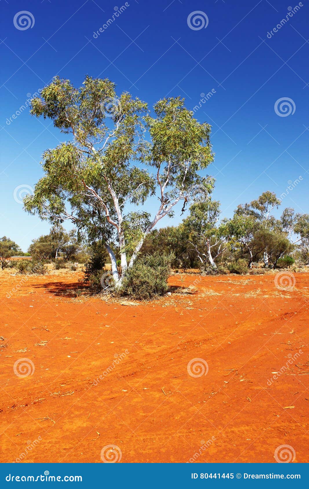 Gum Tree Growing in Australian Outback Stock Image - Image of green ...
