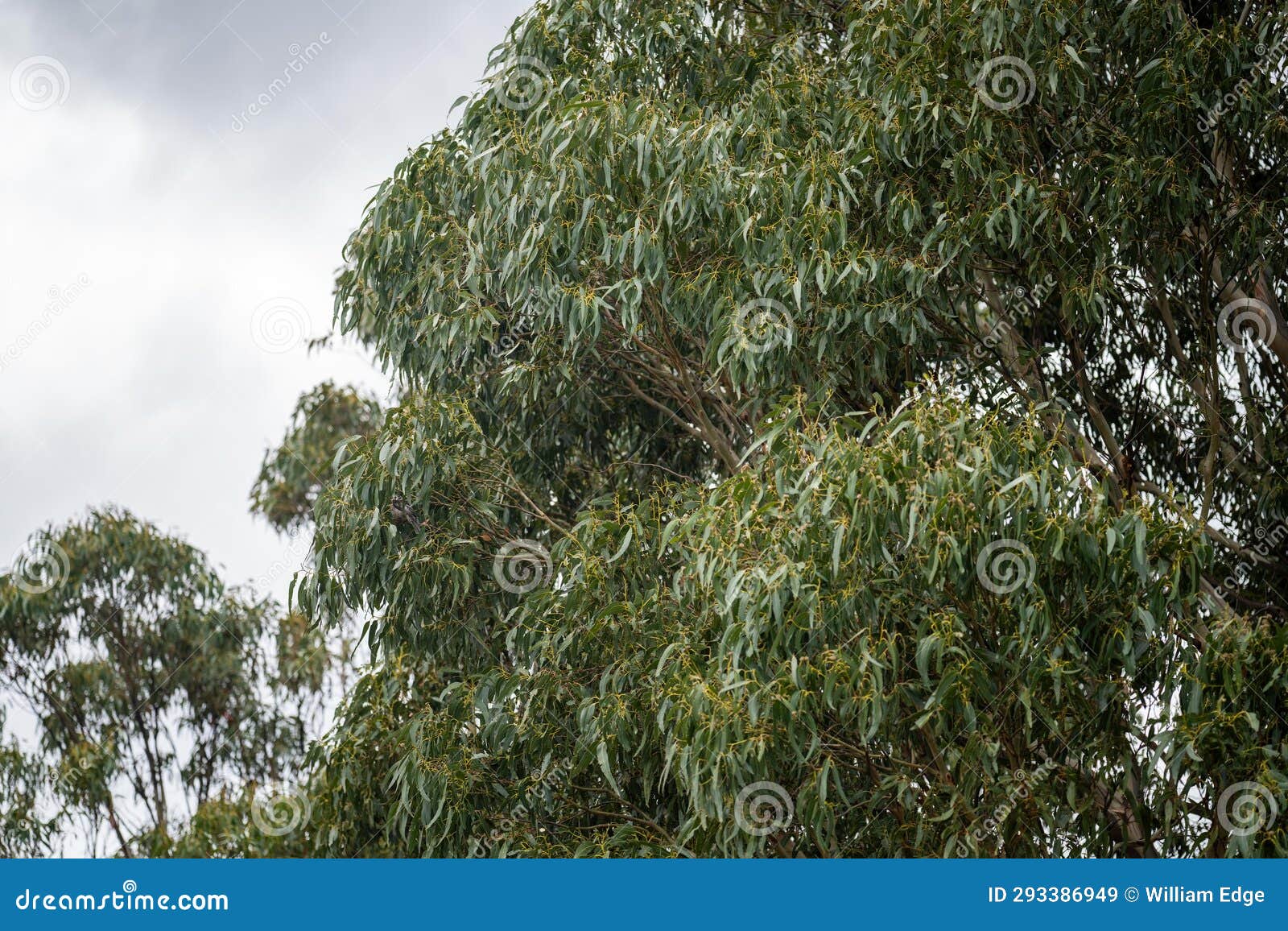 Gum Tree Leaves in the Australian Bush Stock Image - Image of ...