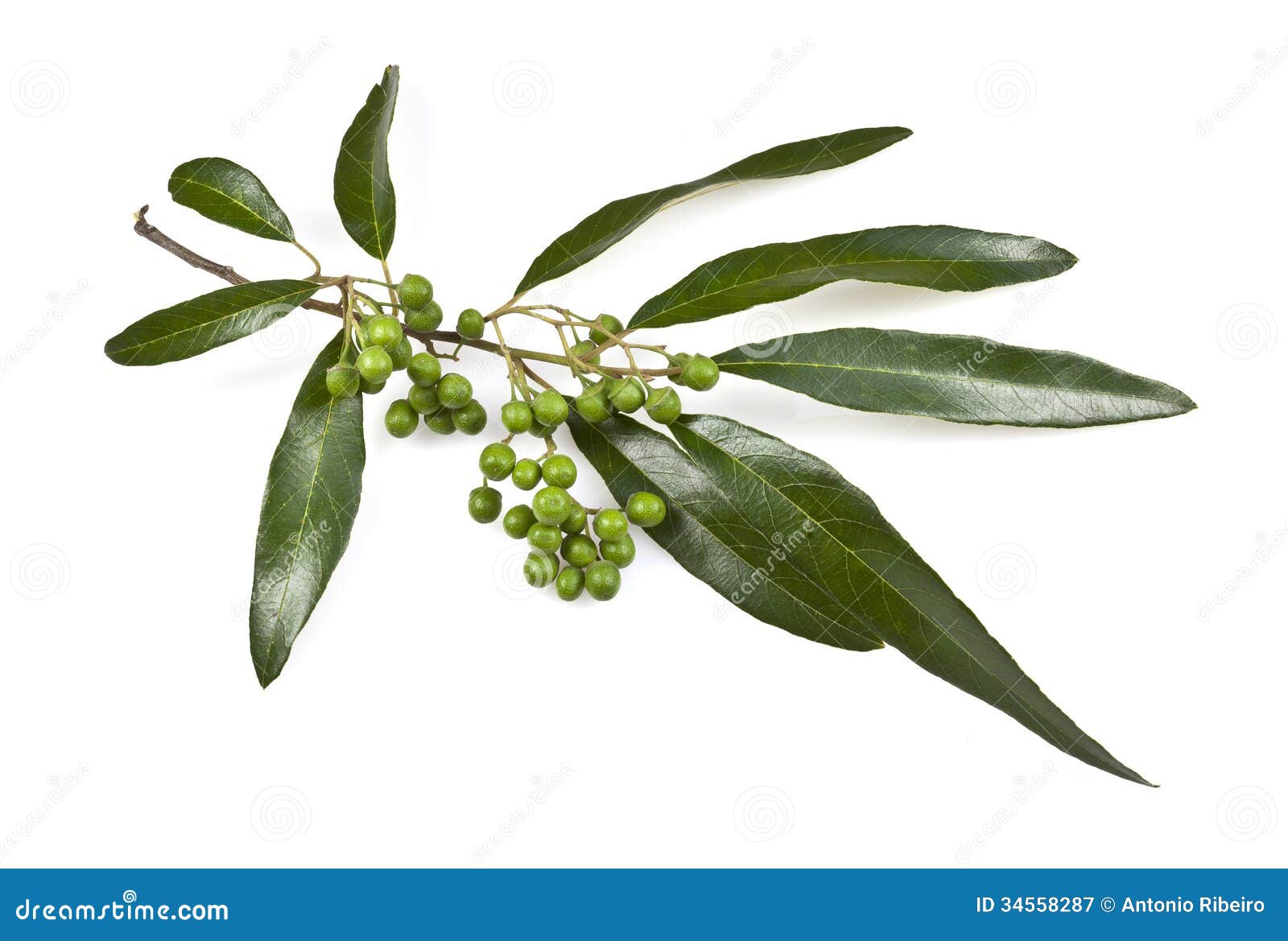 Gum Tree Leaves and Fruit stock image. Image of stem - 34558287