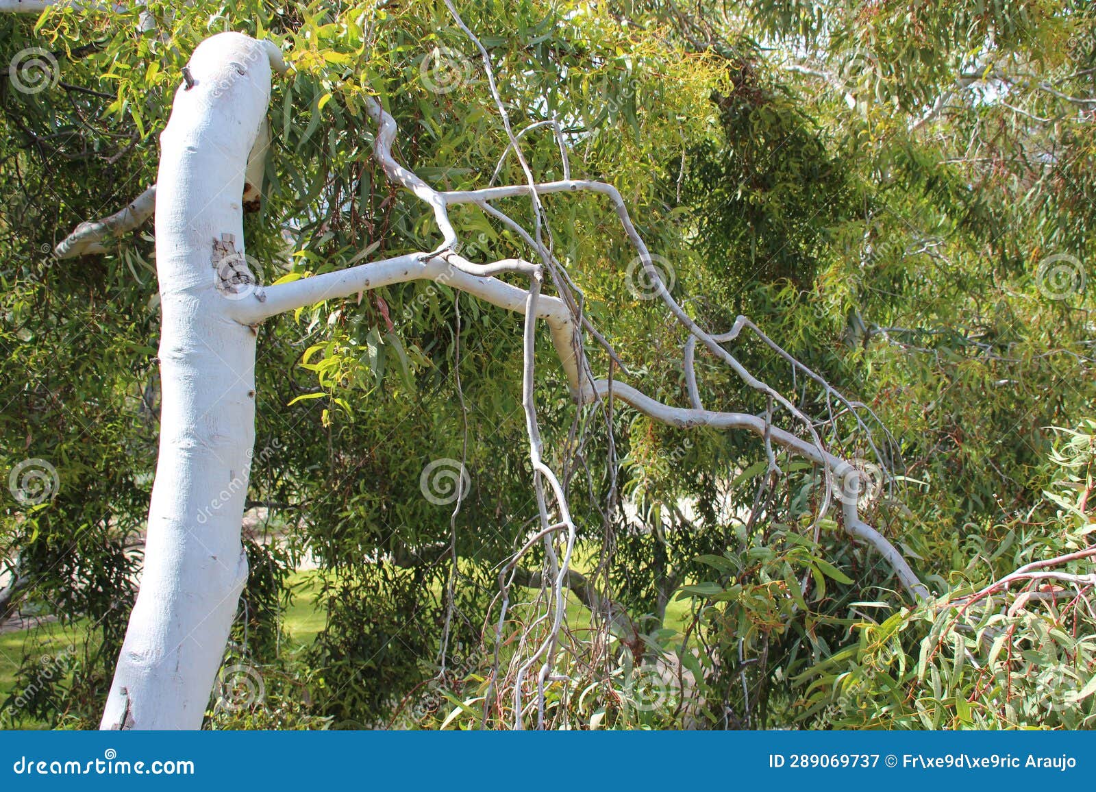 Gum Tree - Perth - Australia Stock Image - Image of bark, australian ...
