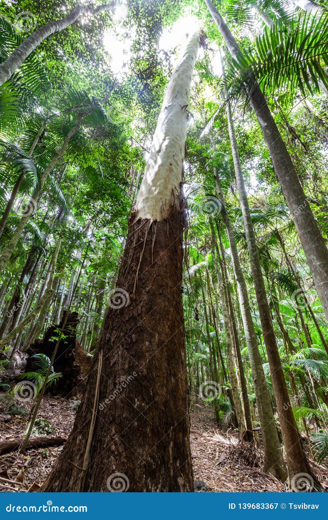 Gum tree in a rainforest. stock image. Image of ferntree - 139683367