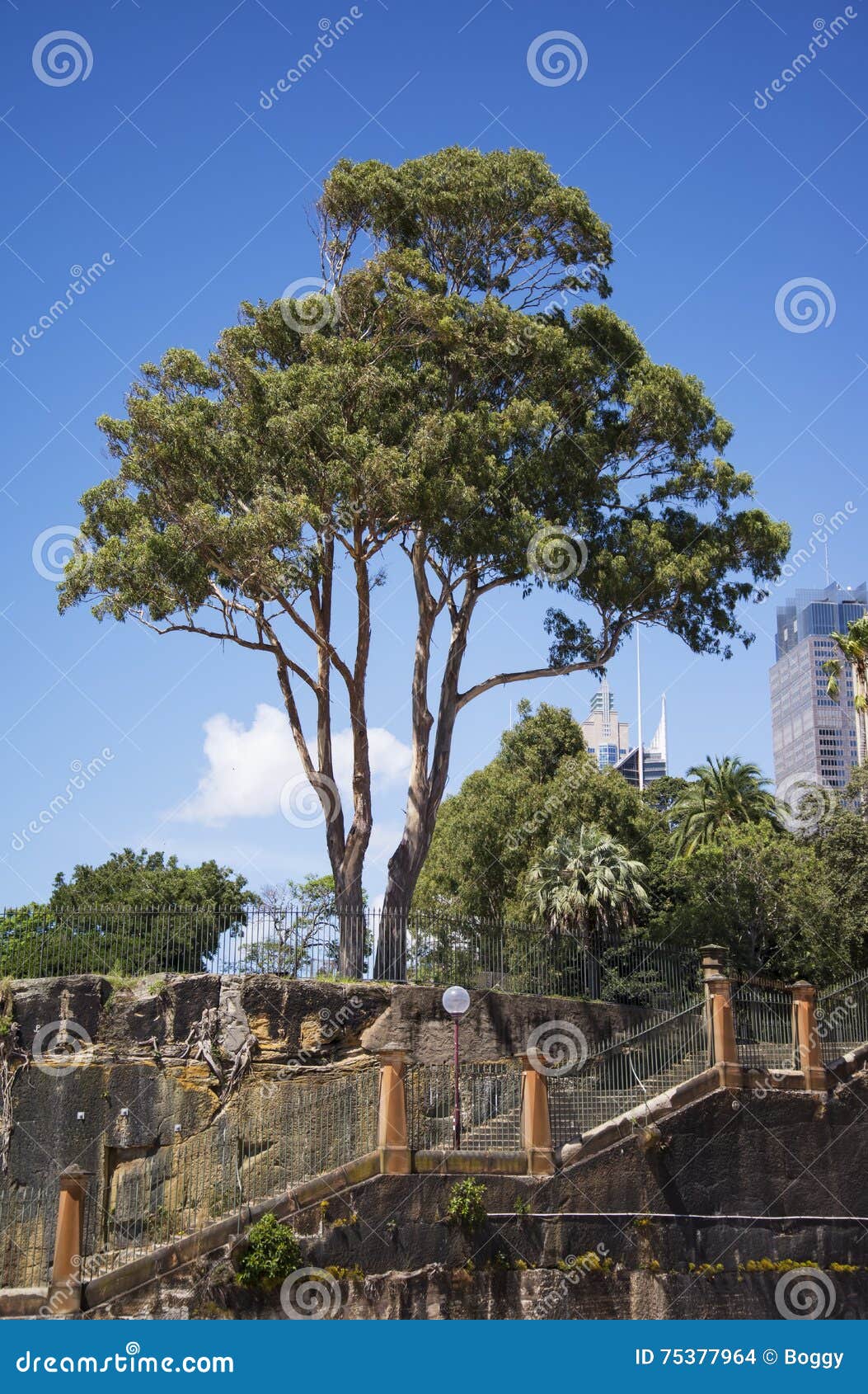 Gum tree stock photo. Image of australia, grow, plant - 75377964