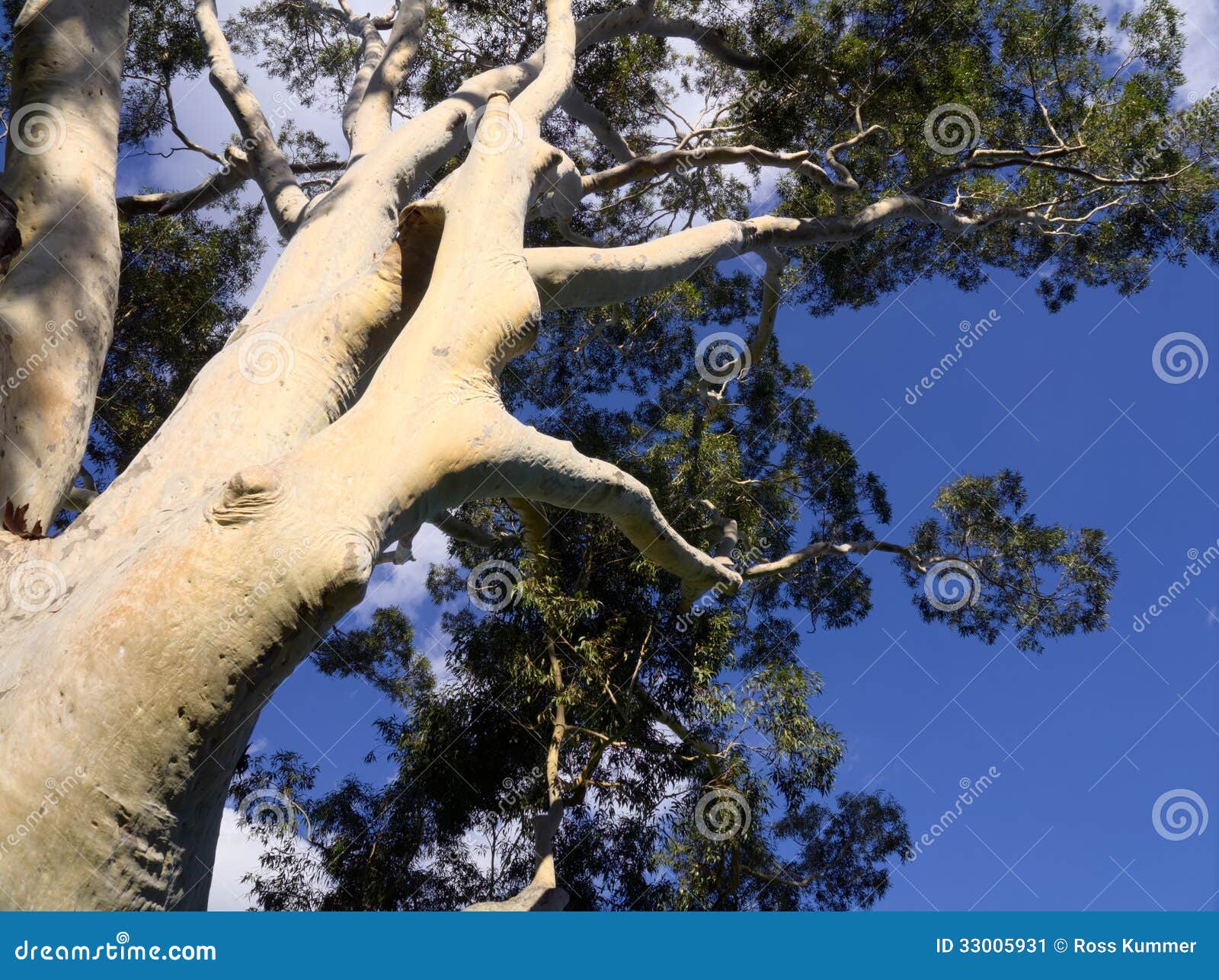 Gum Trees and Blue Skies in Melbourne Stock Image - Image of country ...