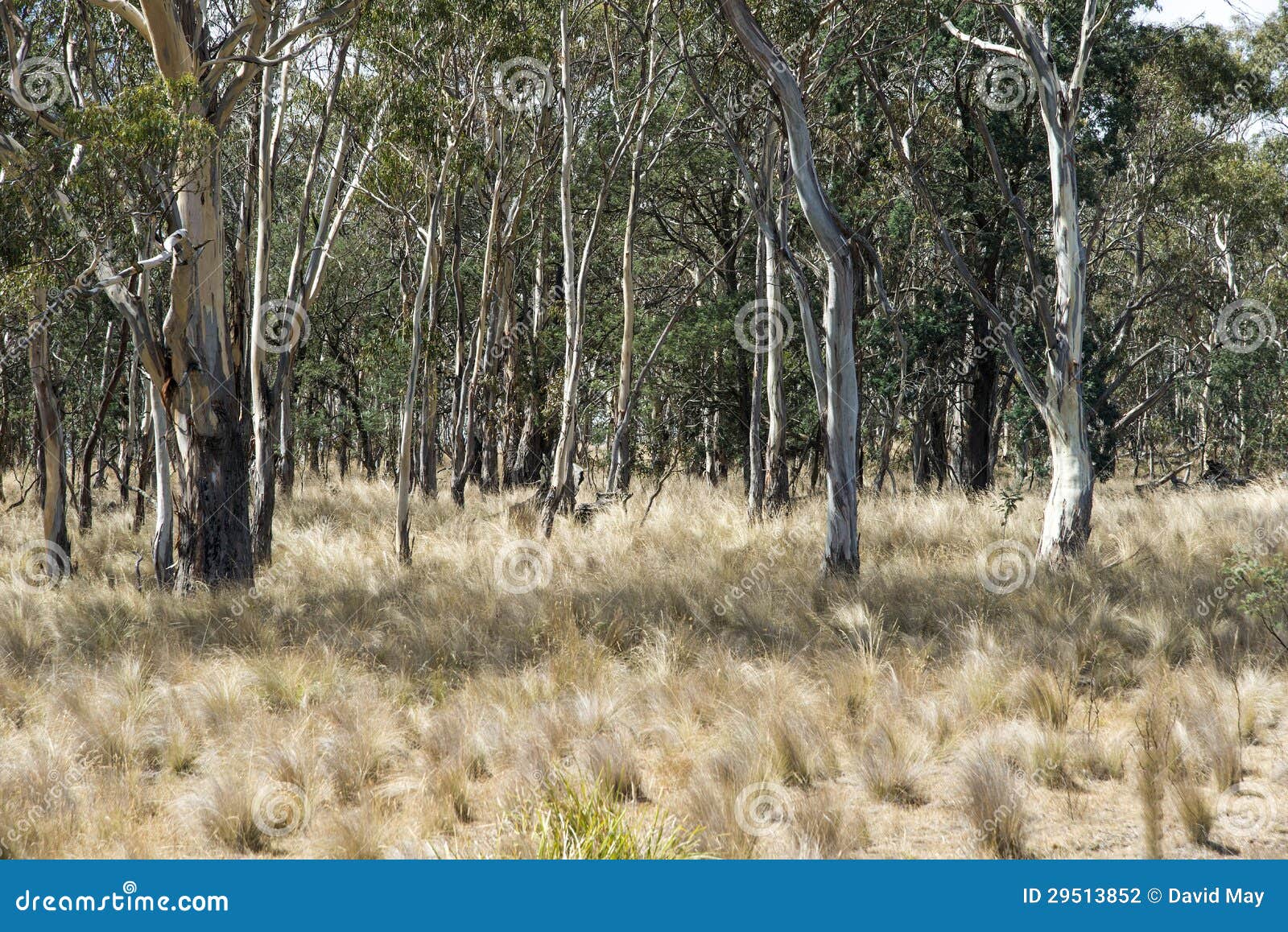 Gum trees regrowth stock photo. Image of copyspace, bush - 29513852