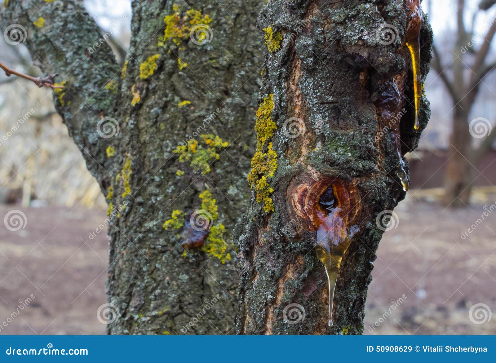 Gum trees stock image. Image of eucalyptus, texture, closeup - 50908629