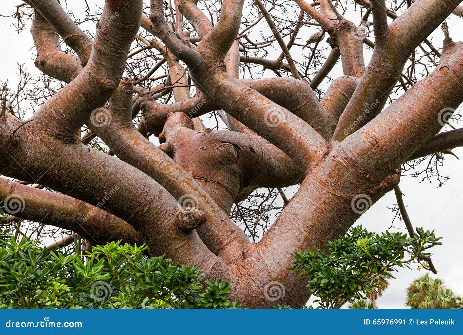 Gumbo Limbo / Coperwood Tree Stock Image - Image of bark, huge: 65976991