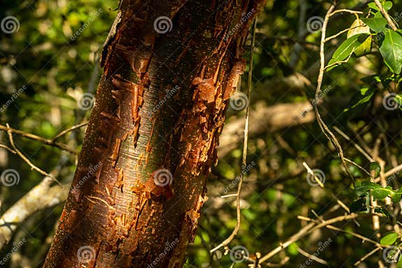 Gumbo Limbo Tree in the Shadows of the Everglades Stock Image - Image ...