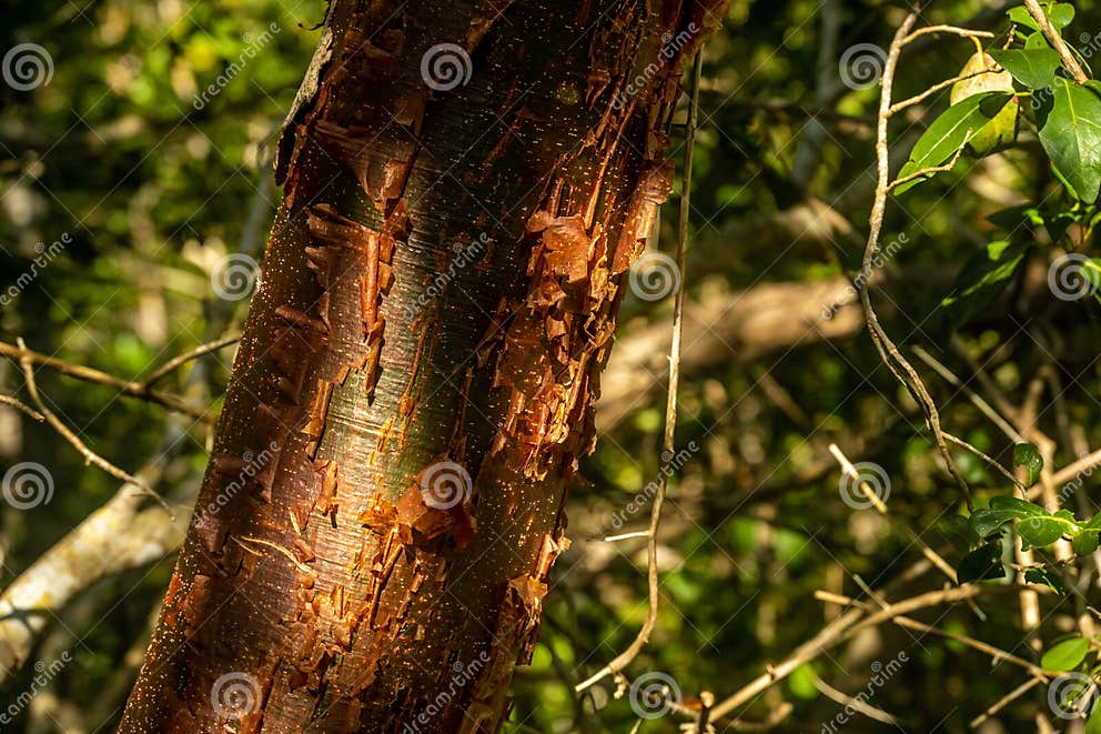 Gumbo Limbo Tree in the Shadows of the Everglades Stock Image - Image ...