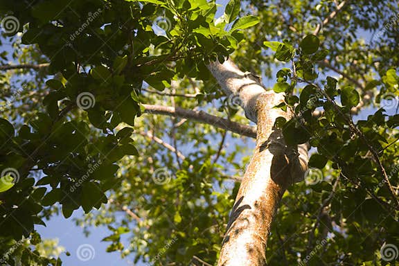 Gumbo Limbo Trees stock photo. Image of leaf, bark, trees - 1789432