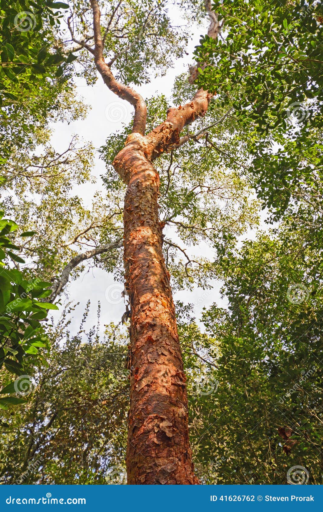Gumbo-voorgeborchte Der Hel Boom in Het Bos Stock Foto - Image of ...