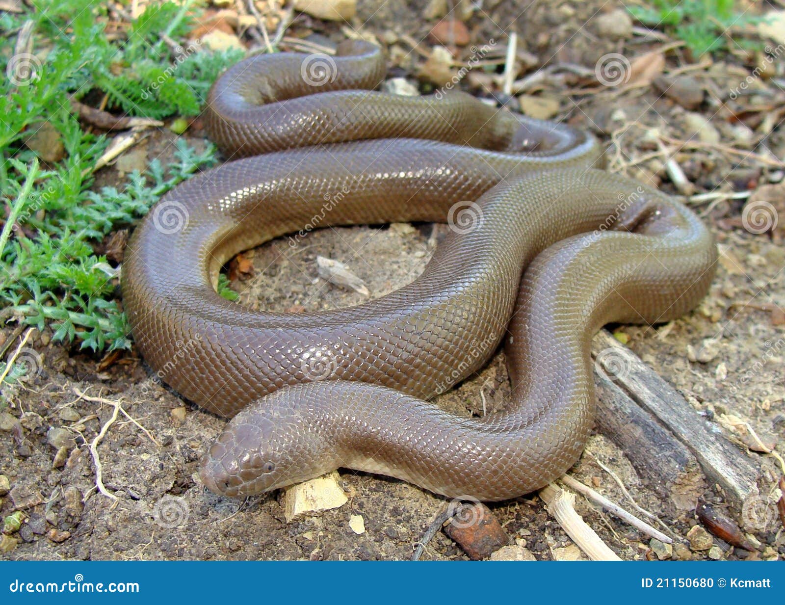 Gummiboa (Schlange), Charina Bottae Stockfoto - Bild von skalen ...