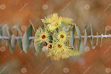 Gumnut Flowers stock image. Image of wild, gumnut, nectar - 839841