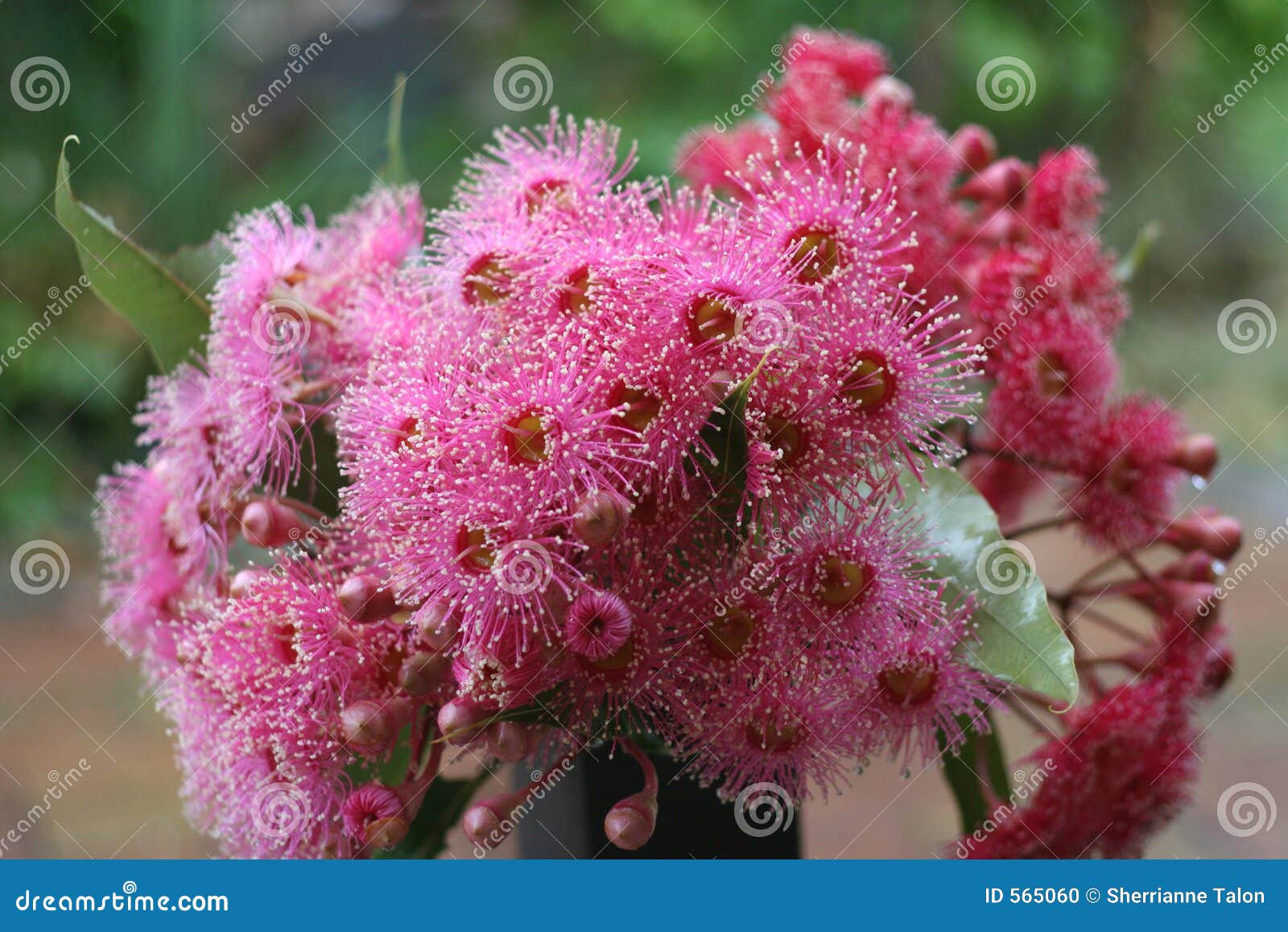 Gumnuts stock photo. Image of australia, native, moisture - 565060