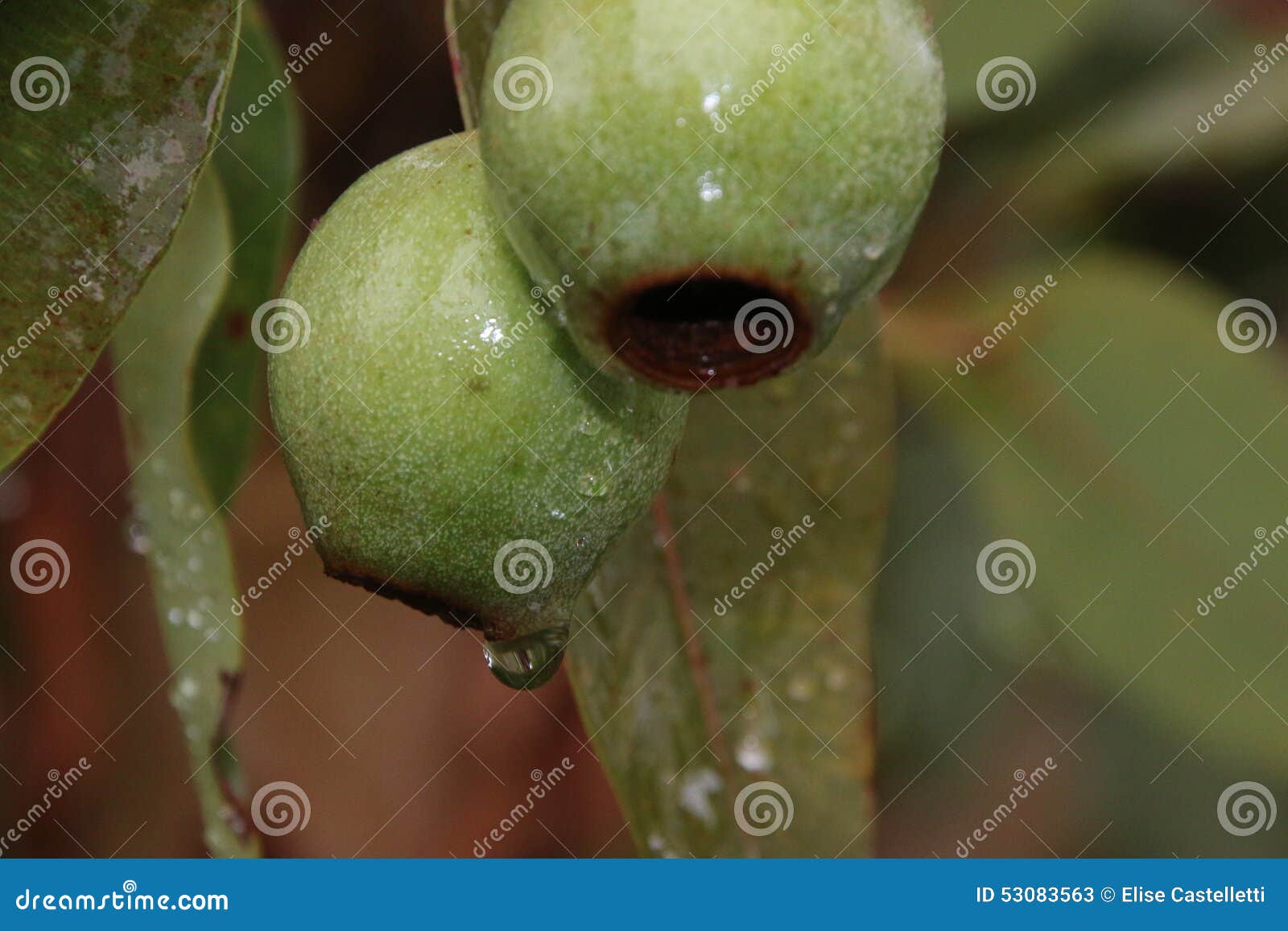 Gumnuts after heavy rain stock image. Image of gumnuts - 53083563