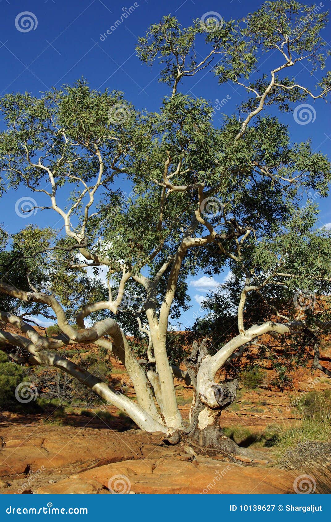 Gums Trees - Australian Eucalyptus Stock Image - Image of travel ...