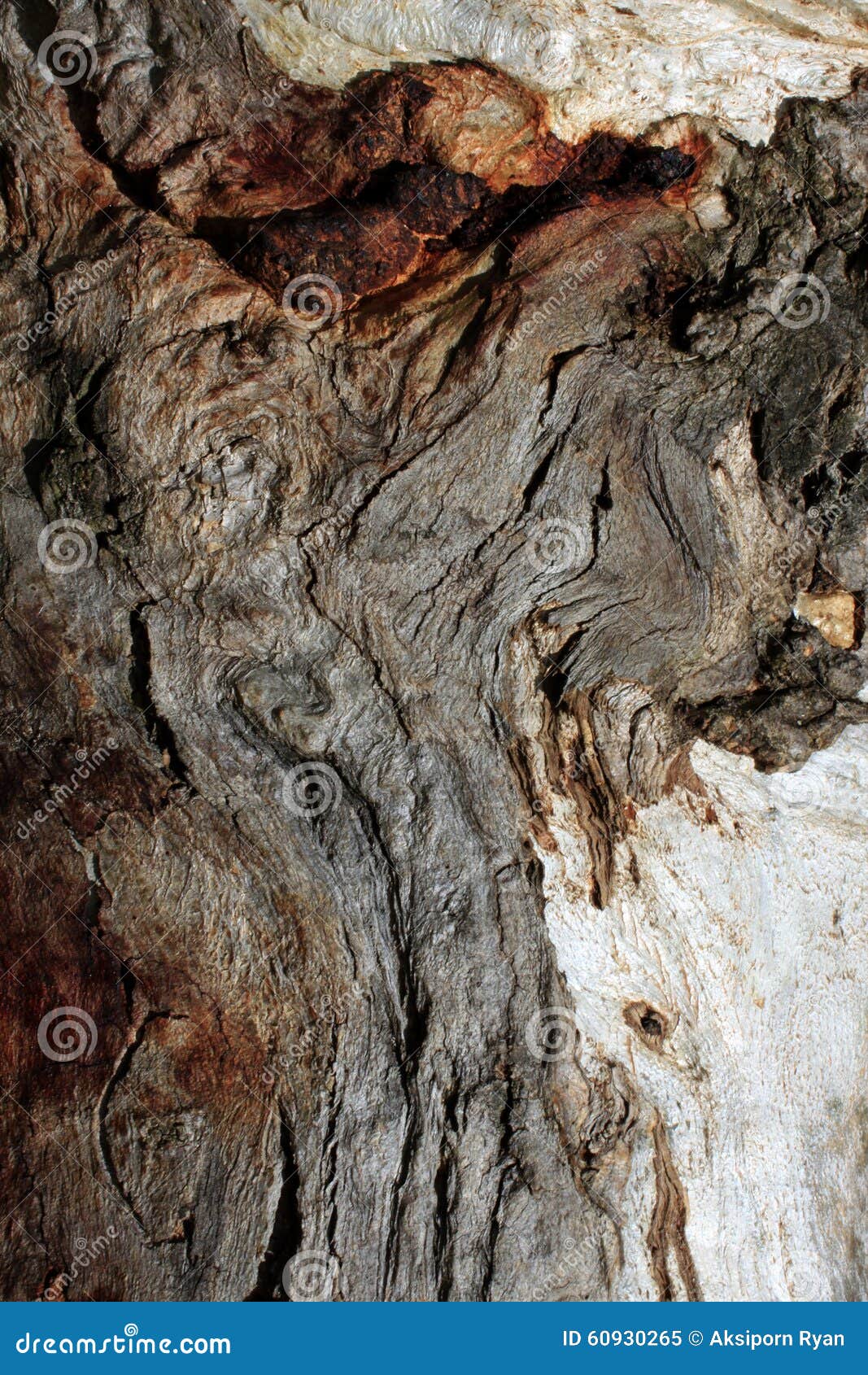 Gumtree bark stock image. Image of wood, australia, gumtree - 60930265