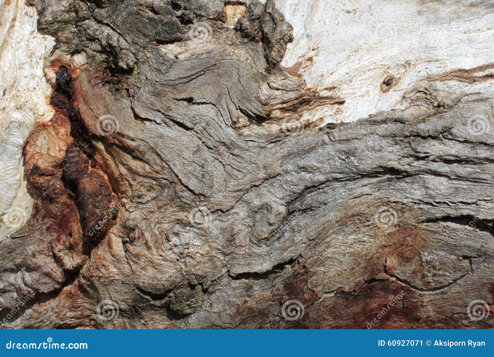 Gumtree bark tree stock image. Image of australia, gumtree - 60927071