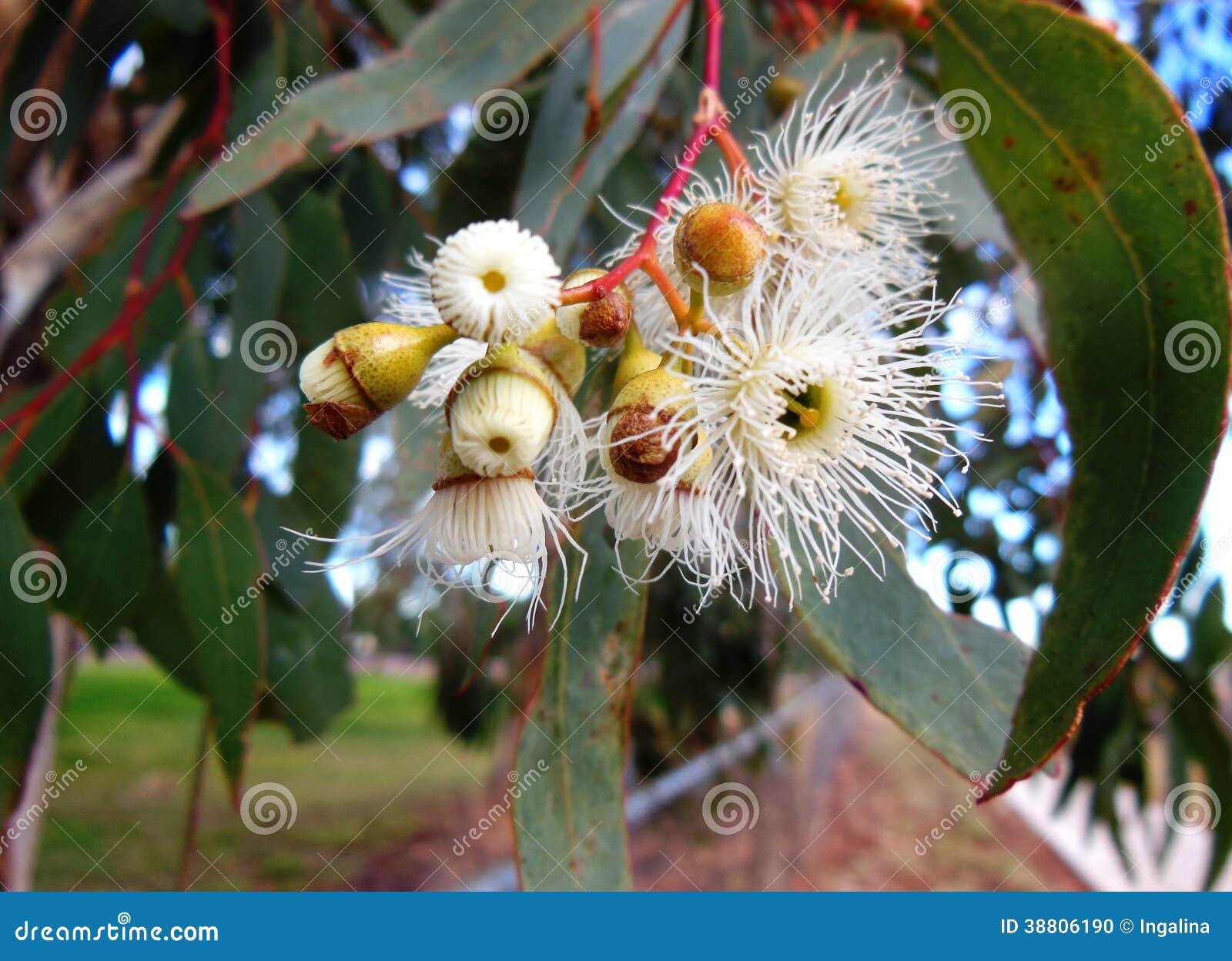 Gumtree flowers stock photo. Image of travel, vegetation - 38806190