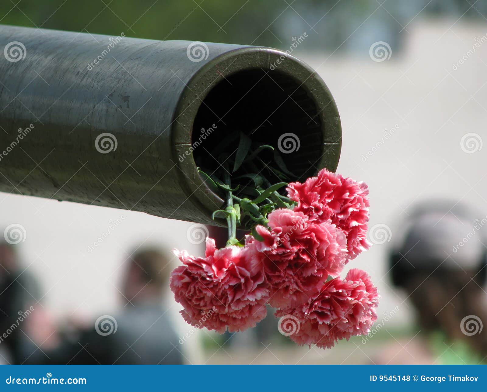 Gun with a carnations stock photo. Image of single, disarmament - 9545148