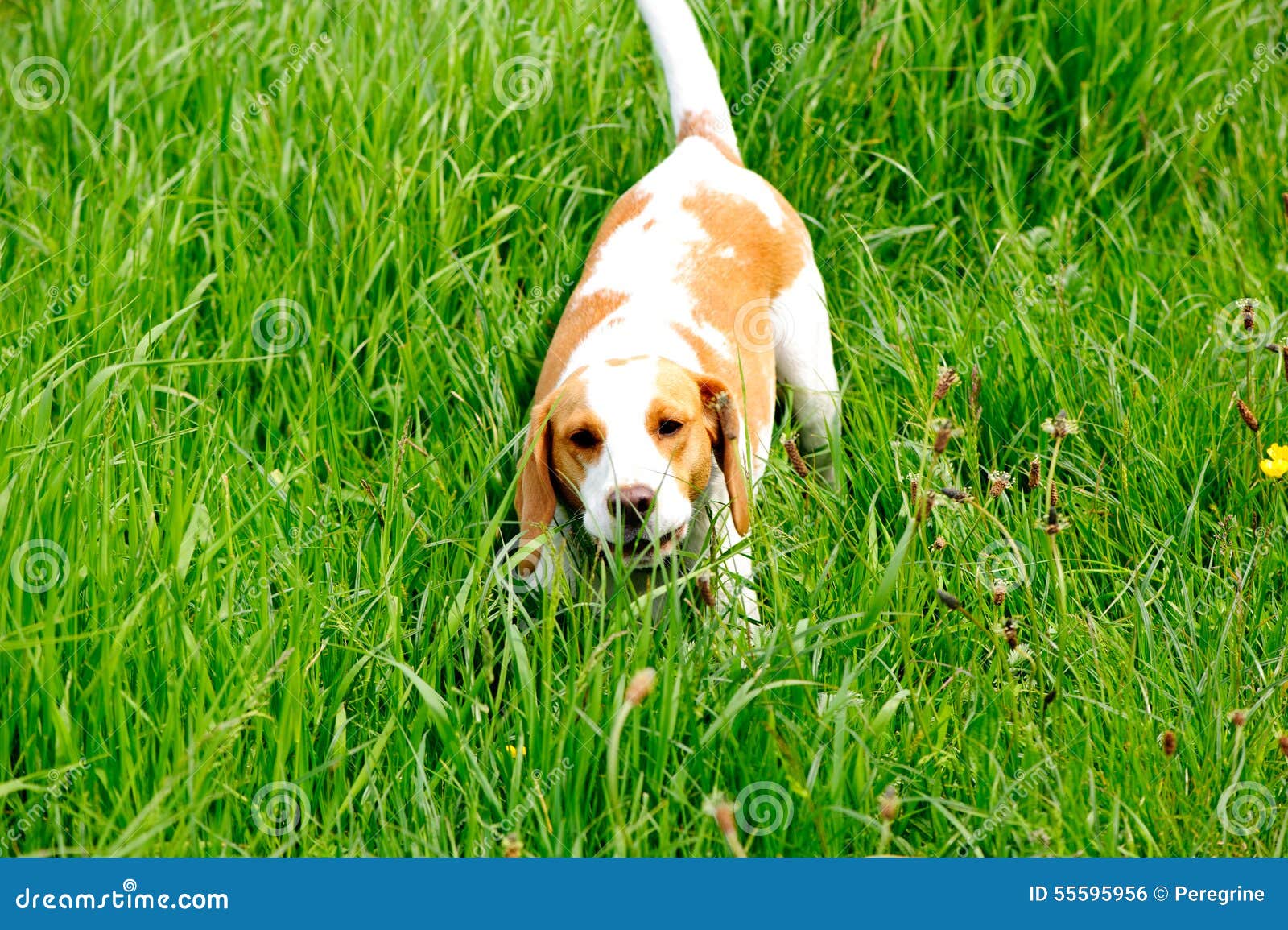 Gun dog Beagle stock photo. Image of adorable, doggy - 55595956