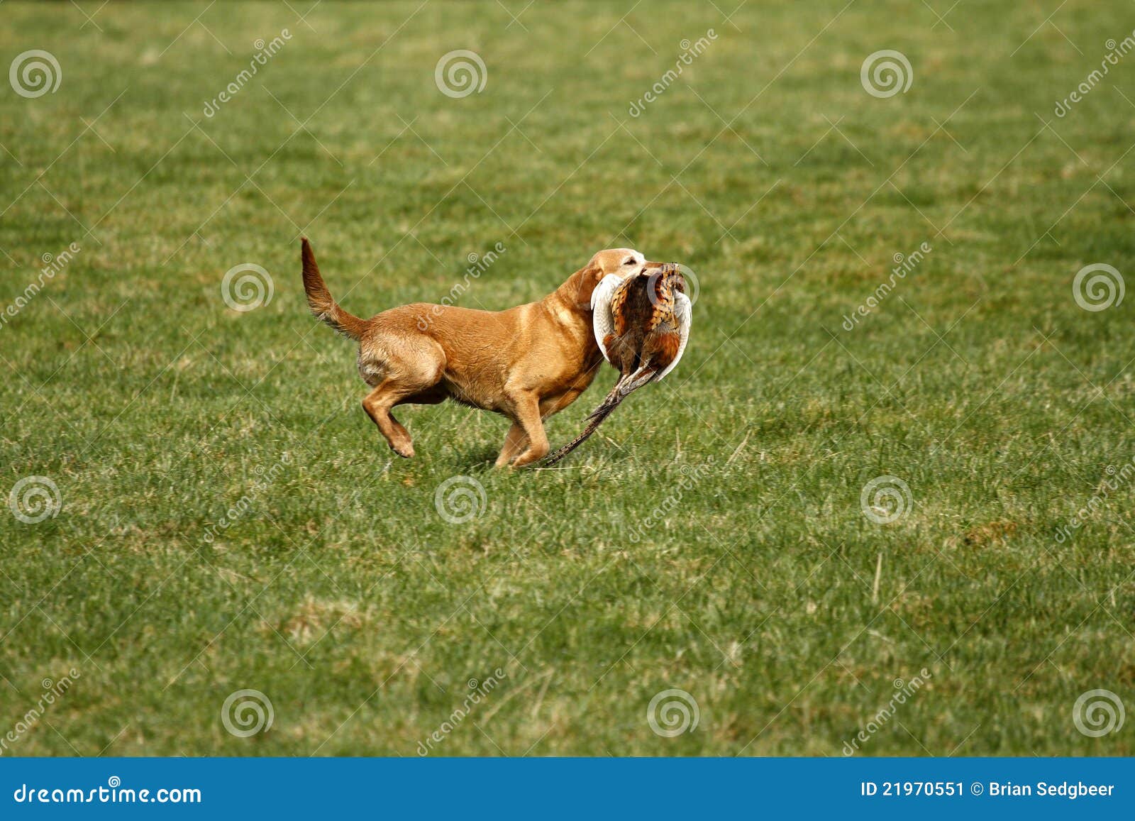 Gun dog retrieve stock image. Image of shooting, shot - 21970551